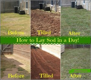 How to Lay A Sod? The Ultimate Guide - EatHappyProject
