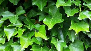 15 Types of Ivy Plants: Guide for Perfect Outdoor and Indoor Setting ...