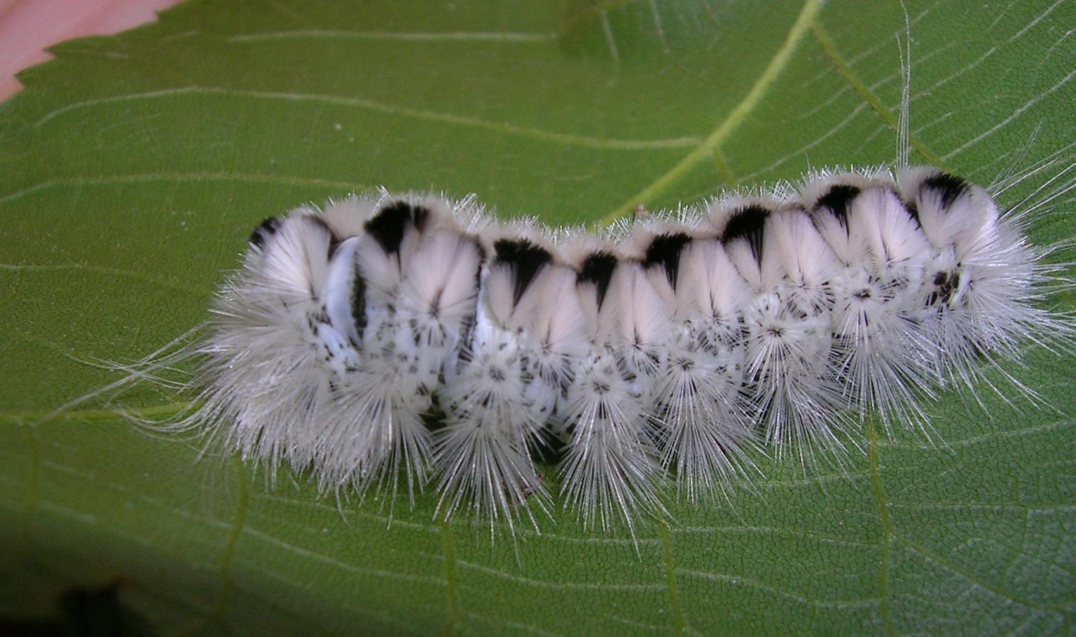 Furry Caterpillars Identification Chart: A Comprehensive Guide ...