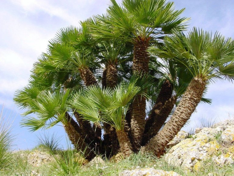 Palm Trees Identification Guide (Pictures and Names) - EatHappyProject