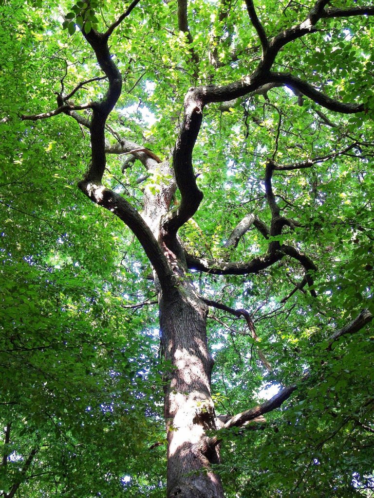 Everything You Should Know About Sycamore Trees - EatHappyProject