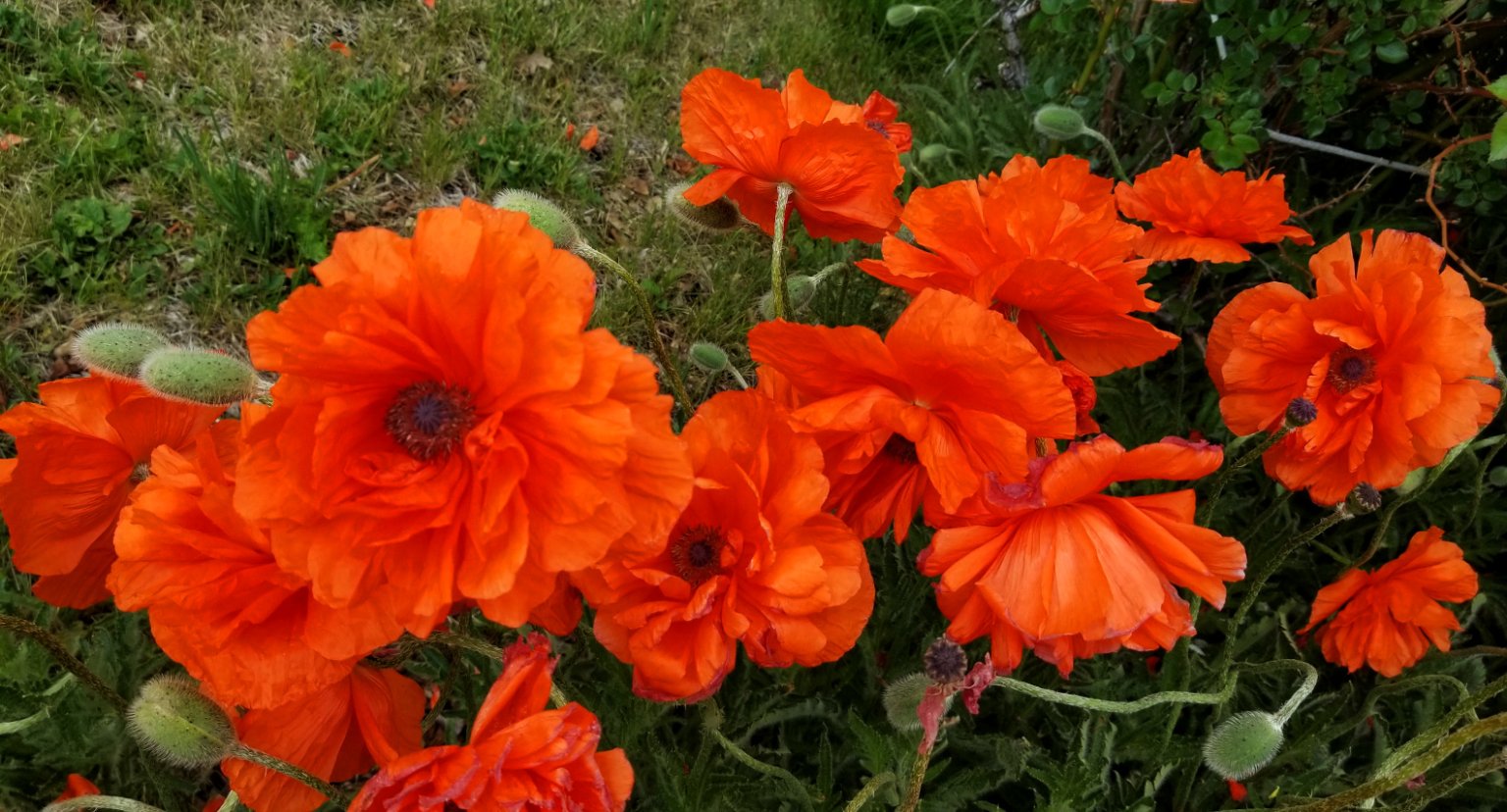 Orange Flower Identification: 23 Beautiful Varieties to Discover ...