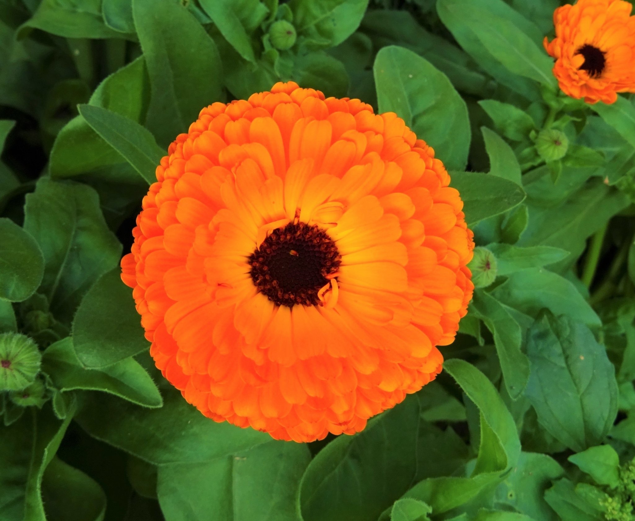 Types of Orange Flowers: Stunning Orange Flowering Plants - EatHappyProject