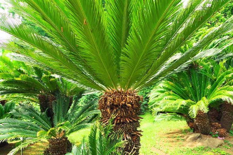 Palm Trees Identification Guide (Pictures and Names) - EatHappyProject