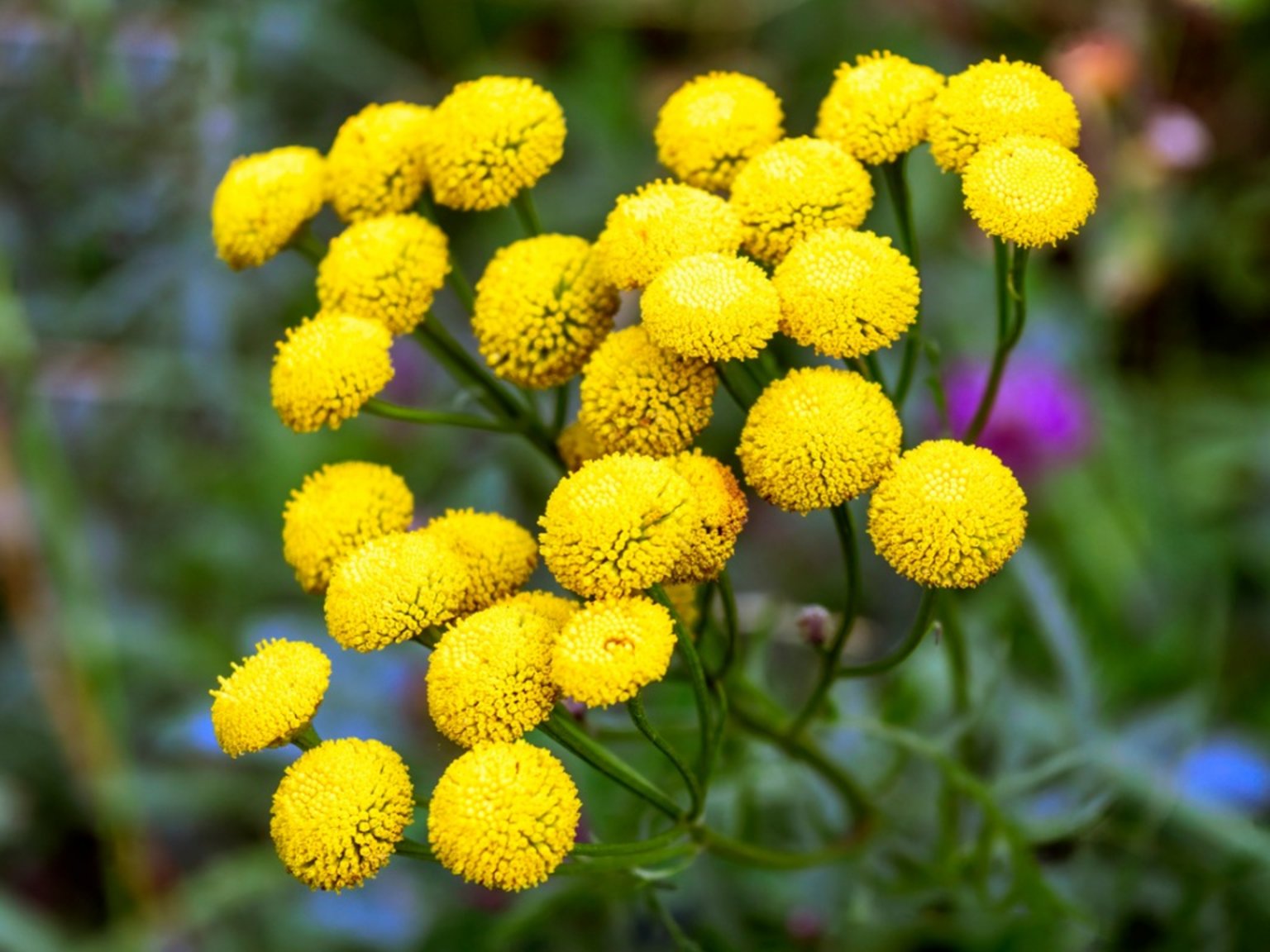 14 Yellow Flowering Herbs: The Most Beautiful Herbs with Yellow Flowers ...