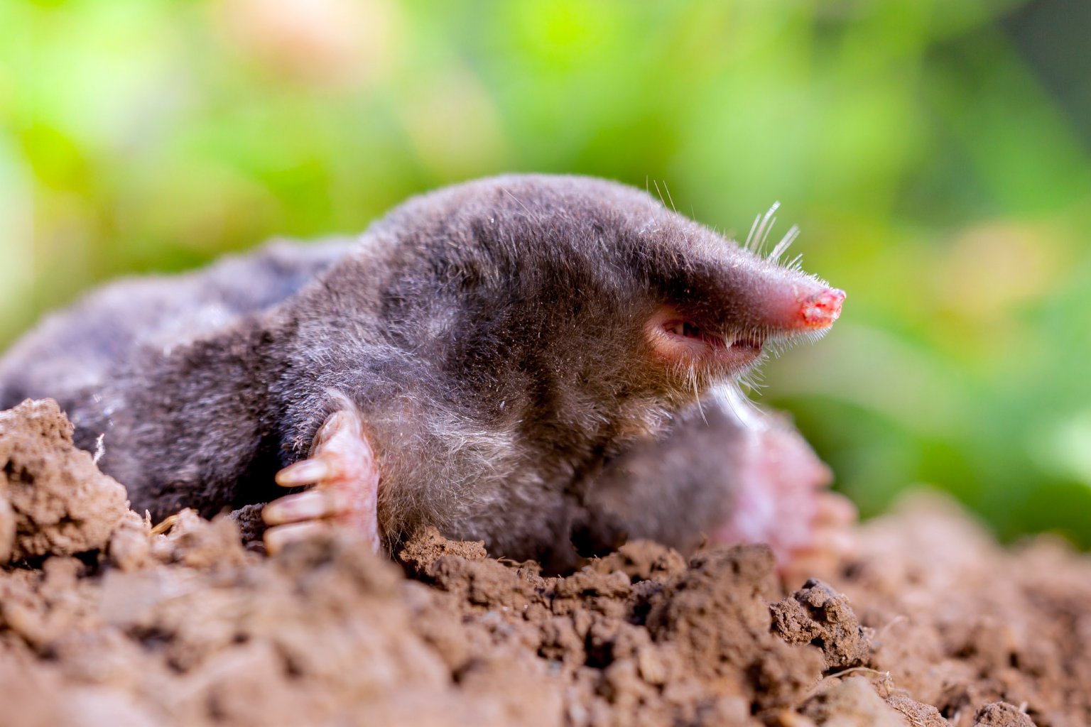 The Top Three Mole Traps - Pest Control Products - EatHappyProject
