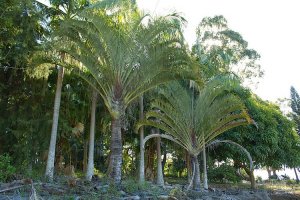 Palm Trees Identification Guide (Pictures and Names) - EatHappyProject