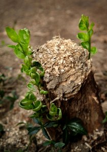 How to Stop Tree Stumps from Sprouting: 7 Ways - EatHappyProject