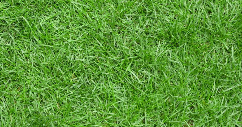 Best Grass for Sandy Soils [5 Grasses that Grow Well on Sandy Lawns ...