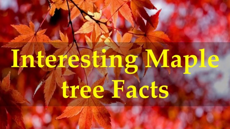 Guide to Maple Trees: Types, Leaves, and Bark with Pictures ...
