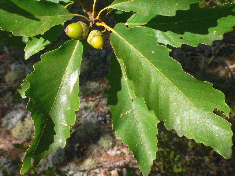 A Guide to Identify Oak Tree by Leaves and Bark - EatHappyProject