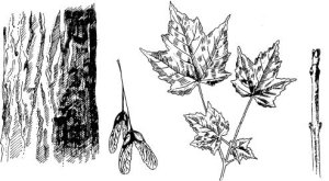 Guide to Maple Trees: Types, Leaves, and Bark with Pictures ...