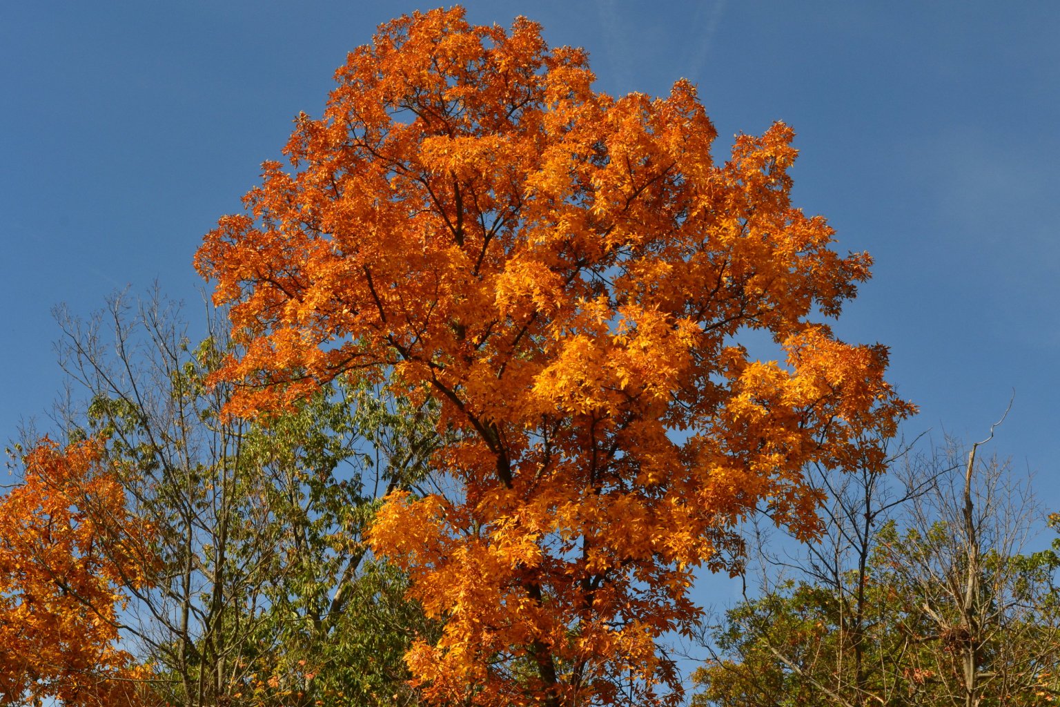 Hickory Trees: Types, Bark and Leaves – Identification Guide (With ...