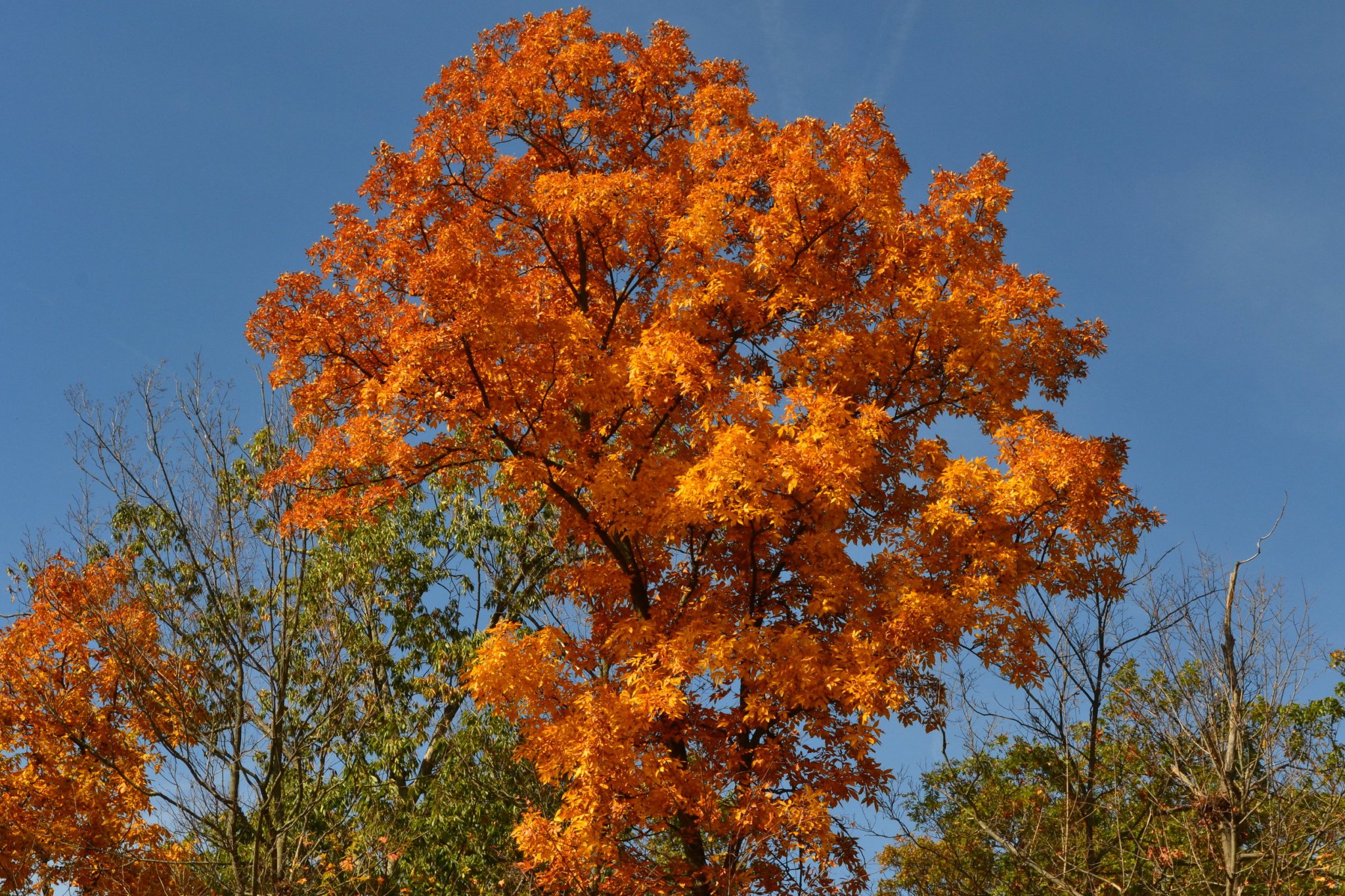 Hickory Trees: Types, Bark and Leaves – Identification Guide (With ...