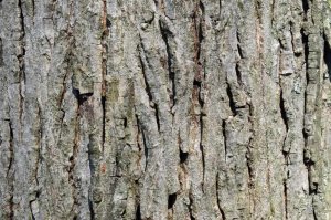 Hickory Trees: Types, Bark and Leaves – Identification Guide (With ...