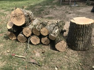 Hickory Trees: Types, Bark and Leaves – Identification Guide (With ...