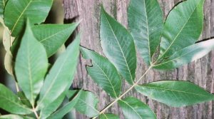 Hickory Trees: Types, Bark and Leaves – Identification Guide (With ...