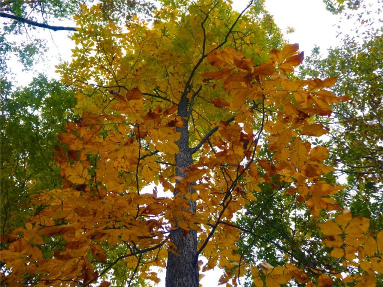 Hickory Trees: Types, Bark and Leaves – Identification Guide (With ...