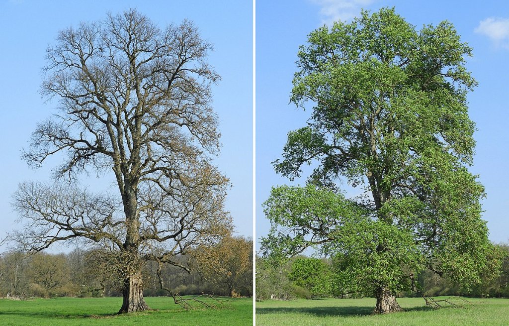 Elm Trees Identification: A Comprehensive Guide to Bark and Leaves ...