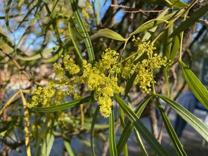 24 Fascinating Desert Tree Names You Should Know - EatHappyProject