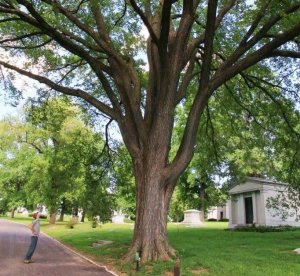 Elm Trees Identification: A Comprehensive Guide to Bark and Leaves ...
