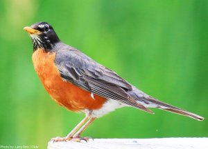 Top 10 Facts About Robins - EatHappyProject
