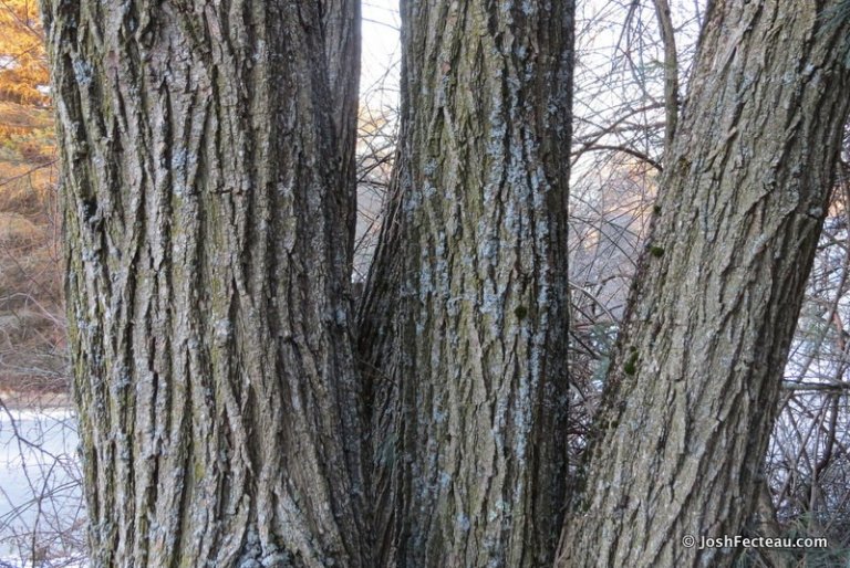 Types of Locust Trees with Identification Guide and Pictures ...