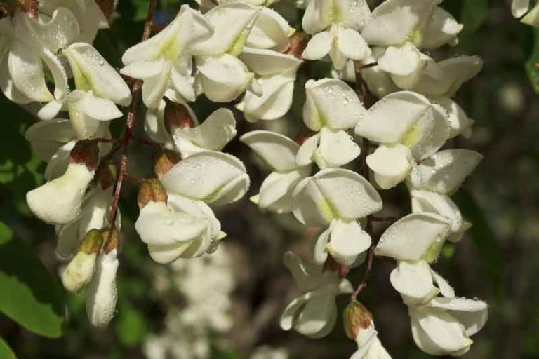 Types of Locust Trees with Identification Guide and Pictures ...