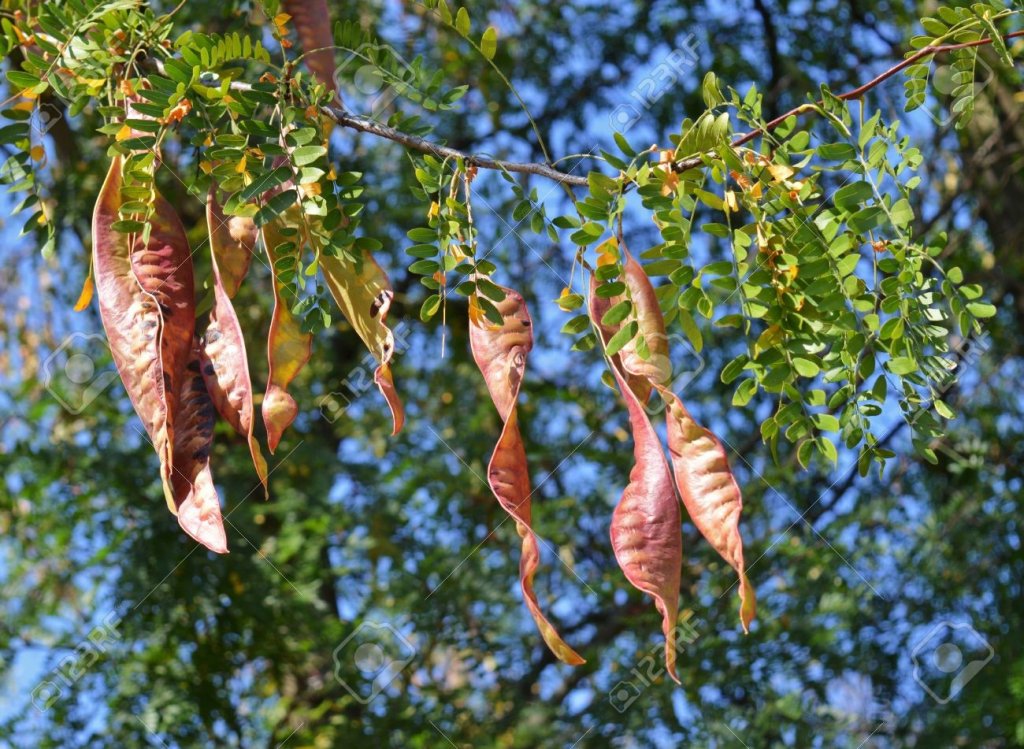 Types of Locust Trees with Identification Guide and Pictures ...