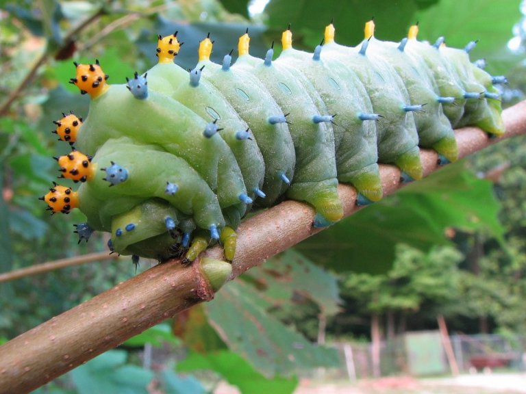 Types Of Caterpillars with Helpful Identification Chart and Pictures ...