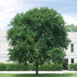 Elm Trees Identification: A Comprehensive Guide to Bark and Leaves ...