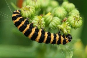 25 Yellow Caterpillars: With Pictures and Identification Guide ...