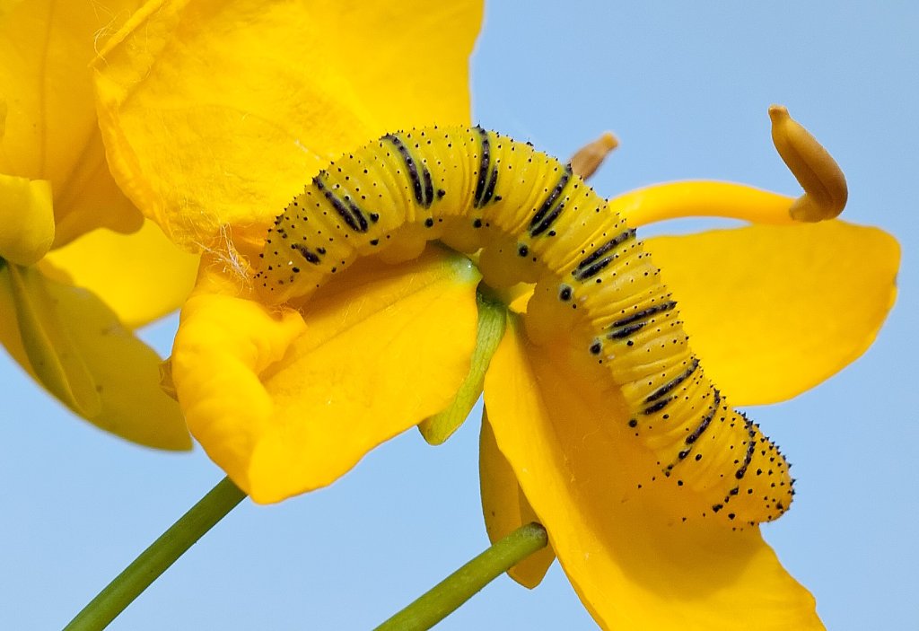 25 Yellow Caterpillars: With Pictures and Identification Guide ...