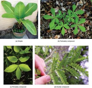 Types of Tree Leaves with Pictures for Easy Identification ...