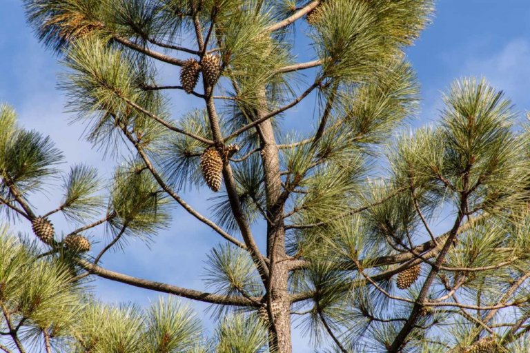Pine Trees with Soft Needles: Comprehensive Identification Guide with ...