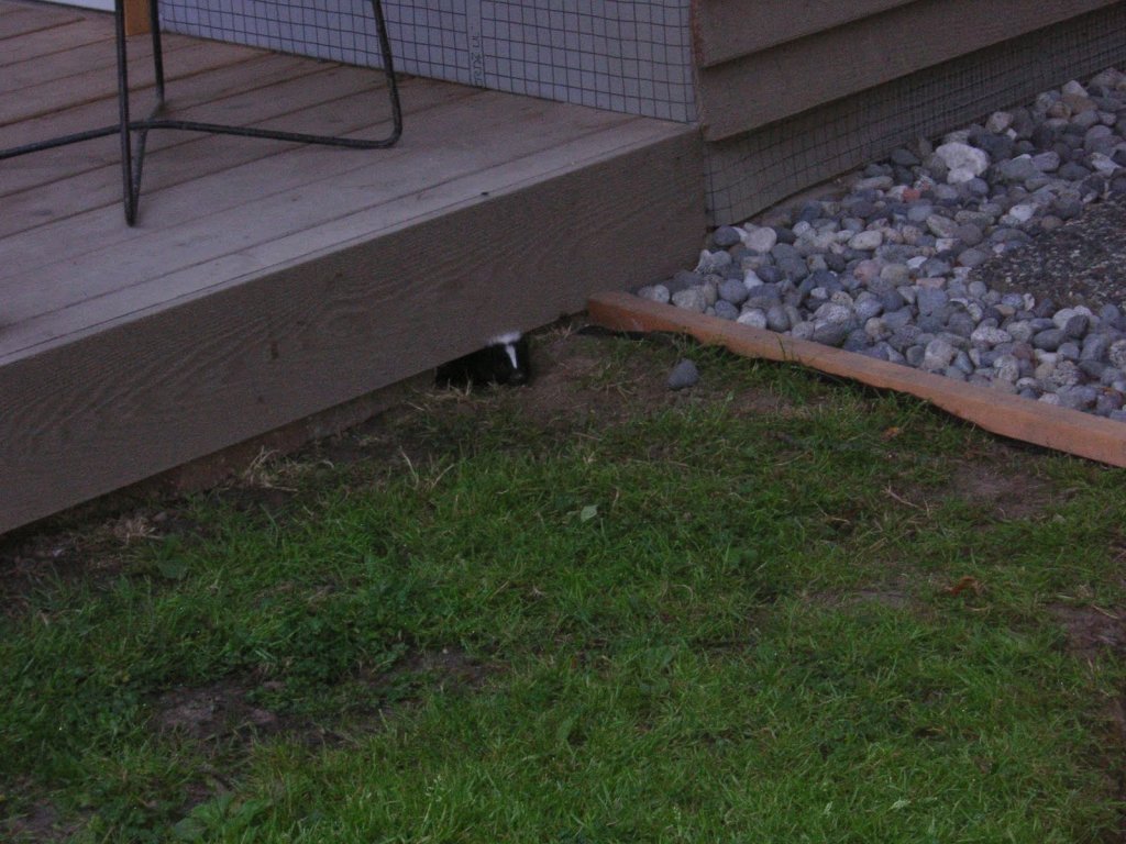 7 Tips to Get Rid of Skunks from Under Your Deck - EatHappyProject