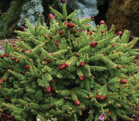 20+ Small or Dwarf Evergreen Shrubs - EatHappyProject