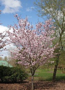 Amazing Columnar Trees: A Breathtaking Visual - EatHappyProject
