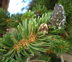 Pine Trees with Soft Needles: Comprehensive Identification Guide with ...