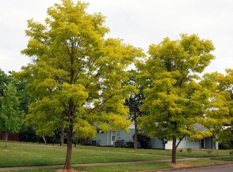 16 Types of Locust Trees with Pictures and Identification Guide ...