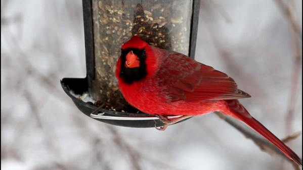How To Attract Cardinals And Blue Jays To Your Yard EatHappyProject
