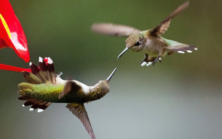 How To Get Rid Of A Bully Hummingbird