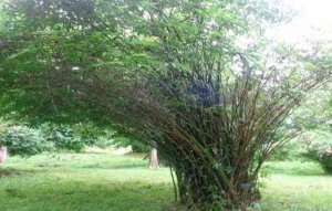 Exploring Biodiversity: A Look into Tropical Rainforest Animals and ...