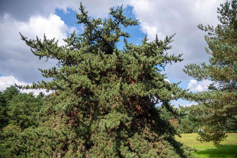 Pine Trees with Soft Needles: Comprehensive Identification Guide with ...