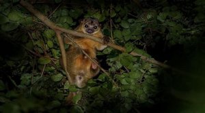 Exploring Biodiversity: A Look into Tropical Rainforest Animals and ...