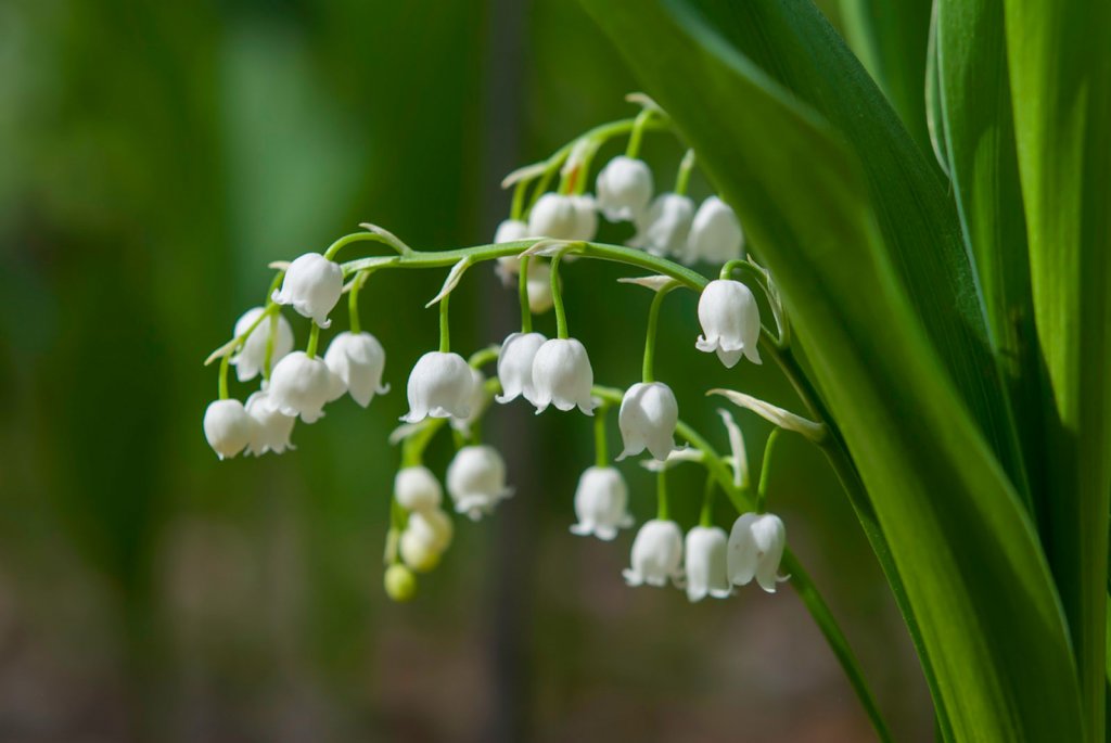 Discover 21 Types of White Flowers: Perfect for Your Garden ...