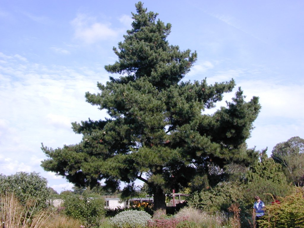 Pine Trees with Soft Needles: Comprehensive Identification Guide with ...