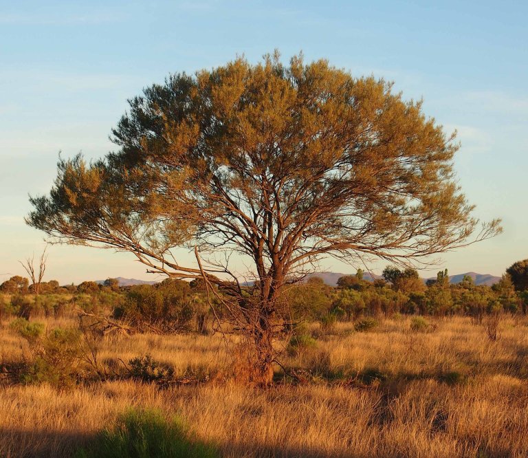 24 Fascinating Desert Tree Names You Should Know - EatHappyProject