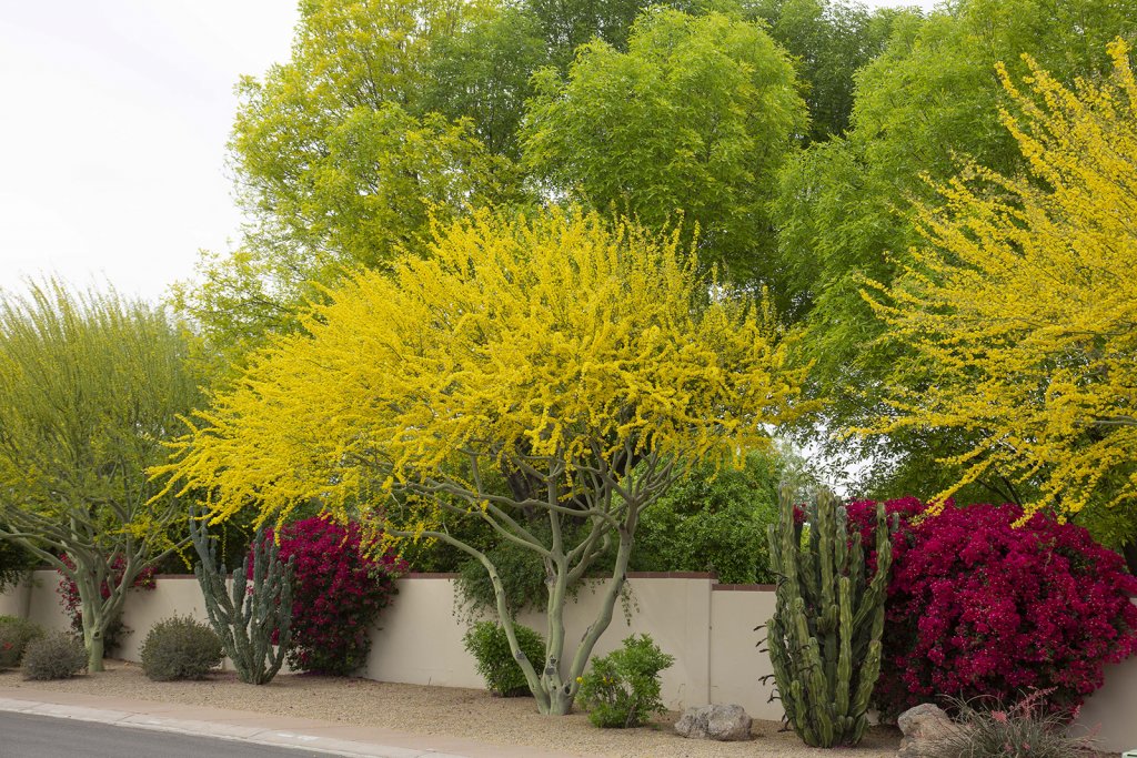 24 Fascinating Desert Tree Names You Should Know - EatHappyProject