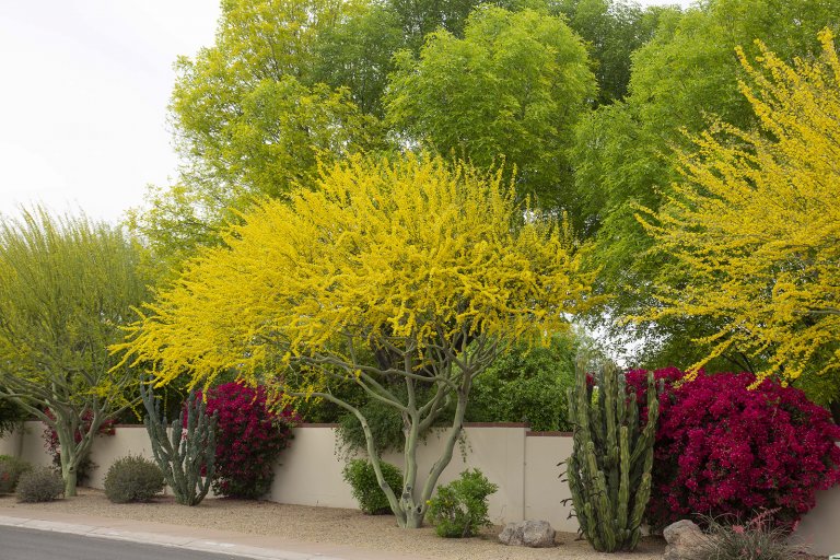 24 Fascinating Desert Tree Names You Should Know - EatHappyProject